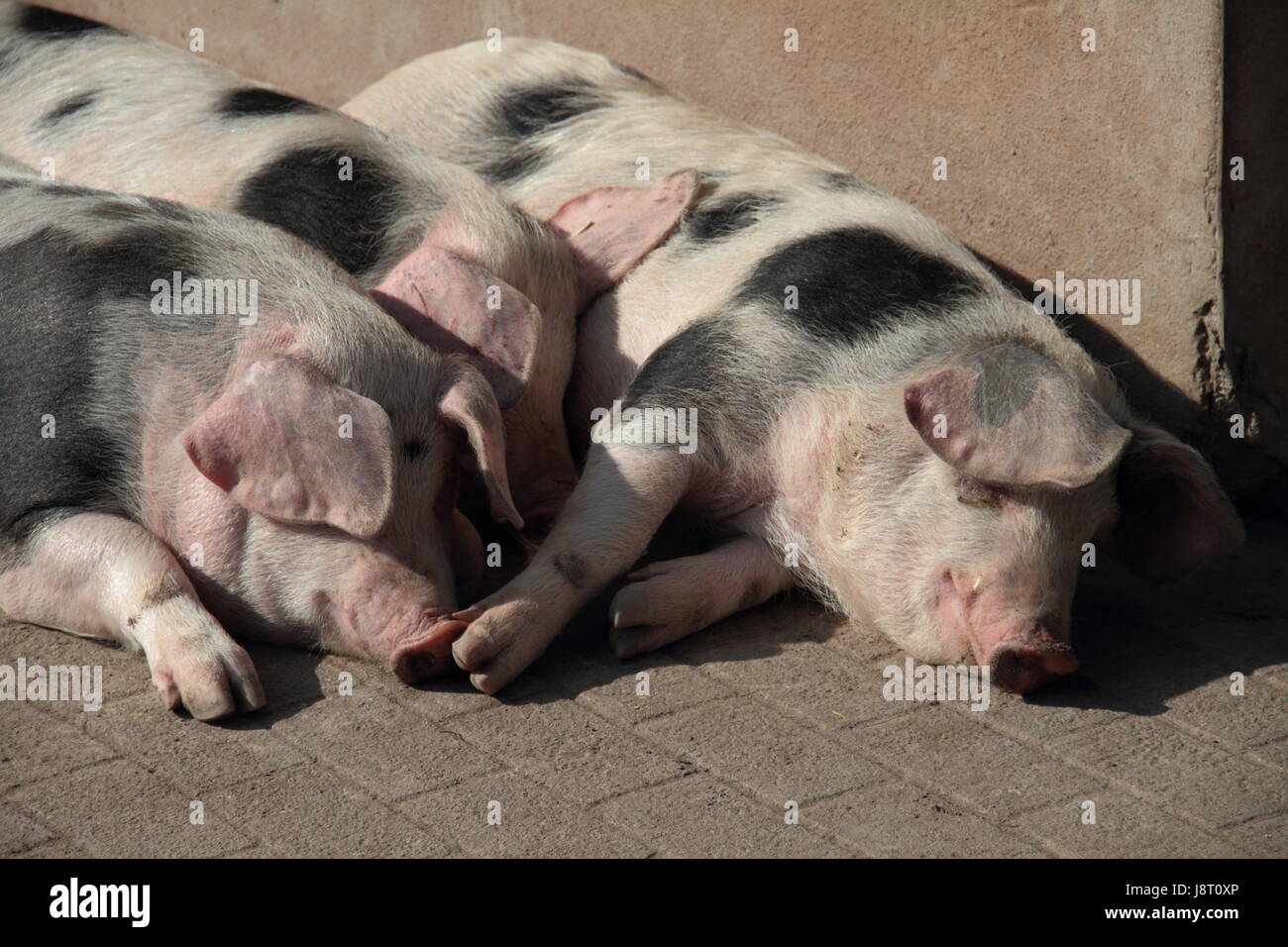 agriculture, farming, lazy, inert, farm animal, breed, stretcher, pig ...