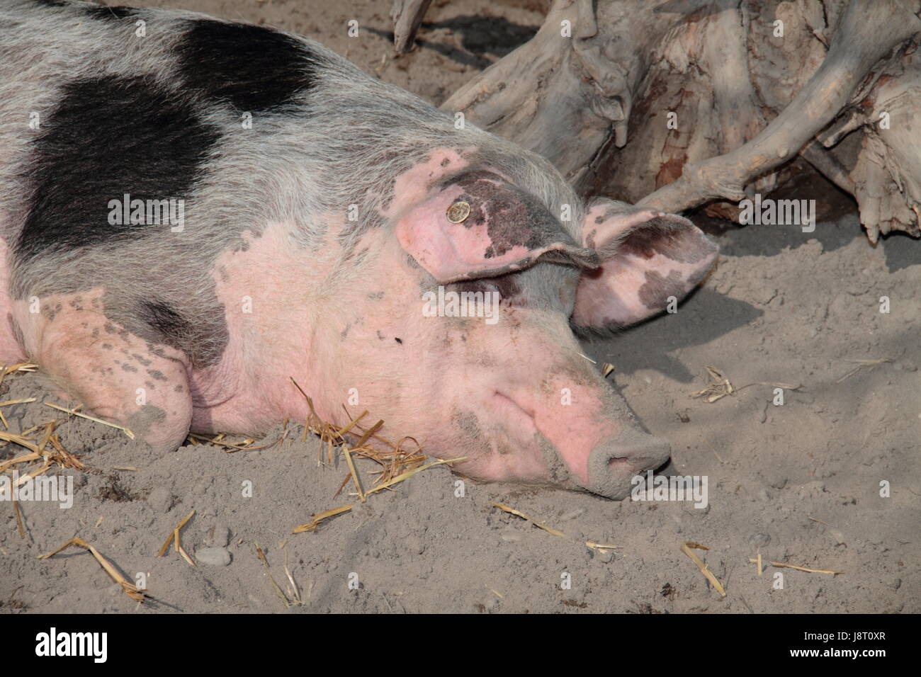 agriculture, farming, lazy, inert, farm animal, breed, stretcher, pig ...