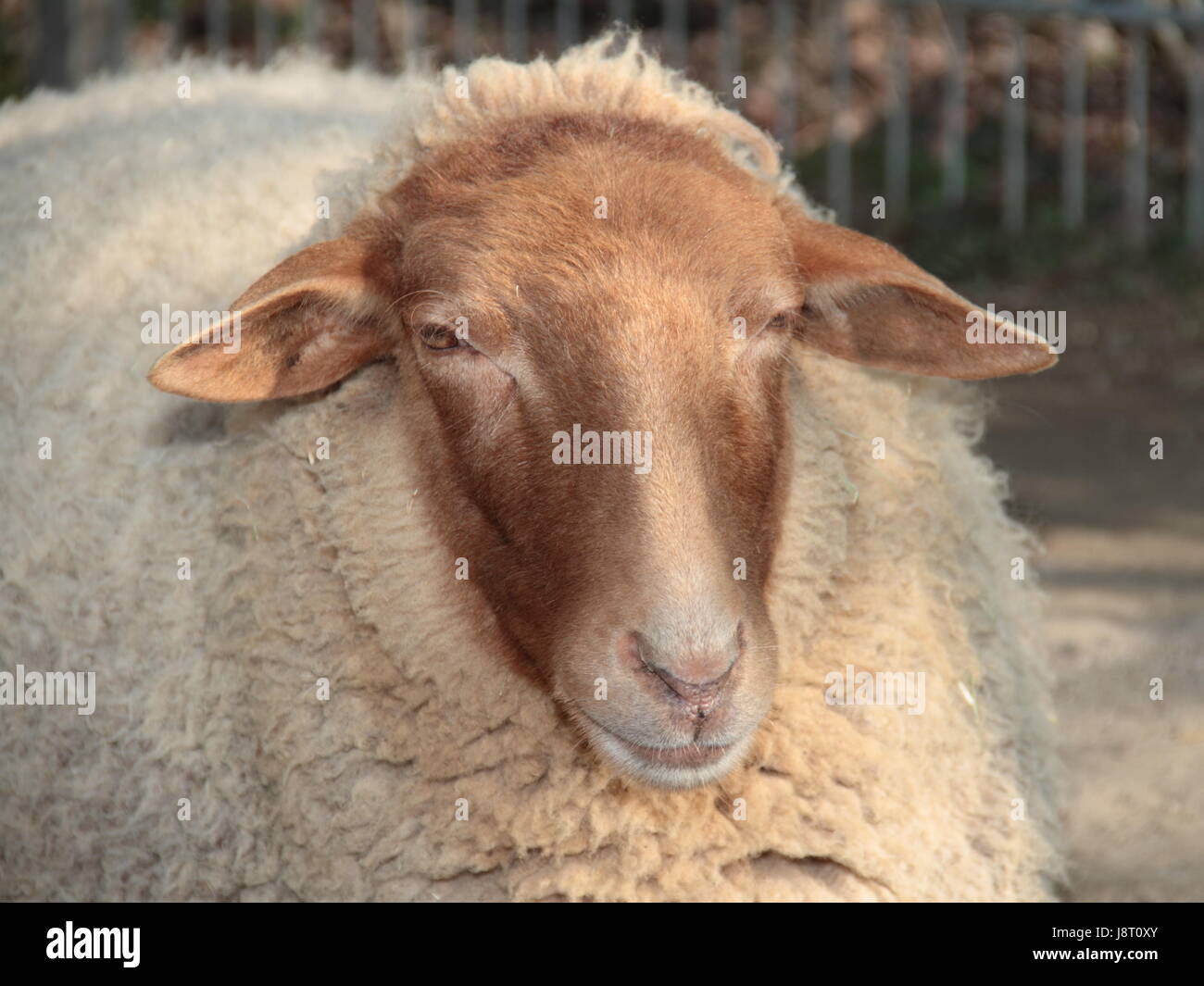 coburg fox sheep Stock Photo - Alamy
