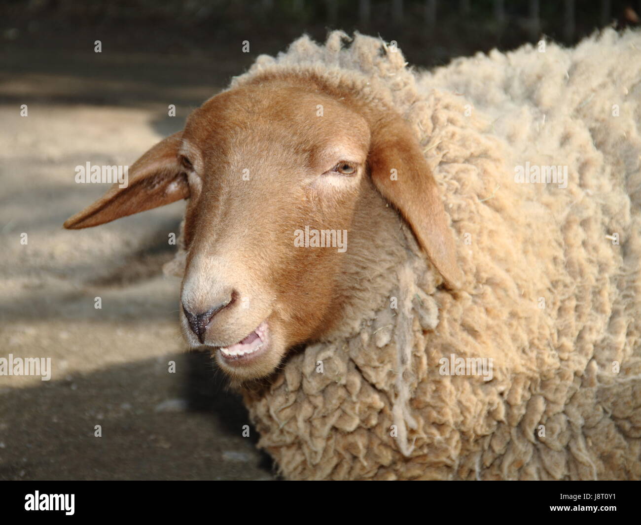 agriculture, farming, sheep, wool, farm animal, breed, relaxation ...