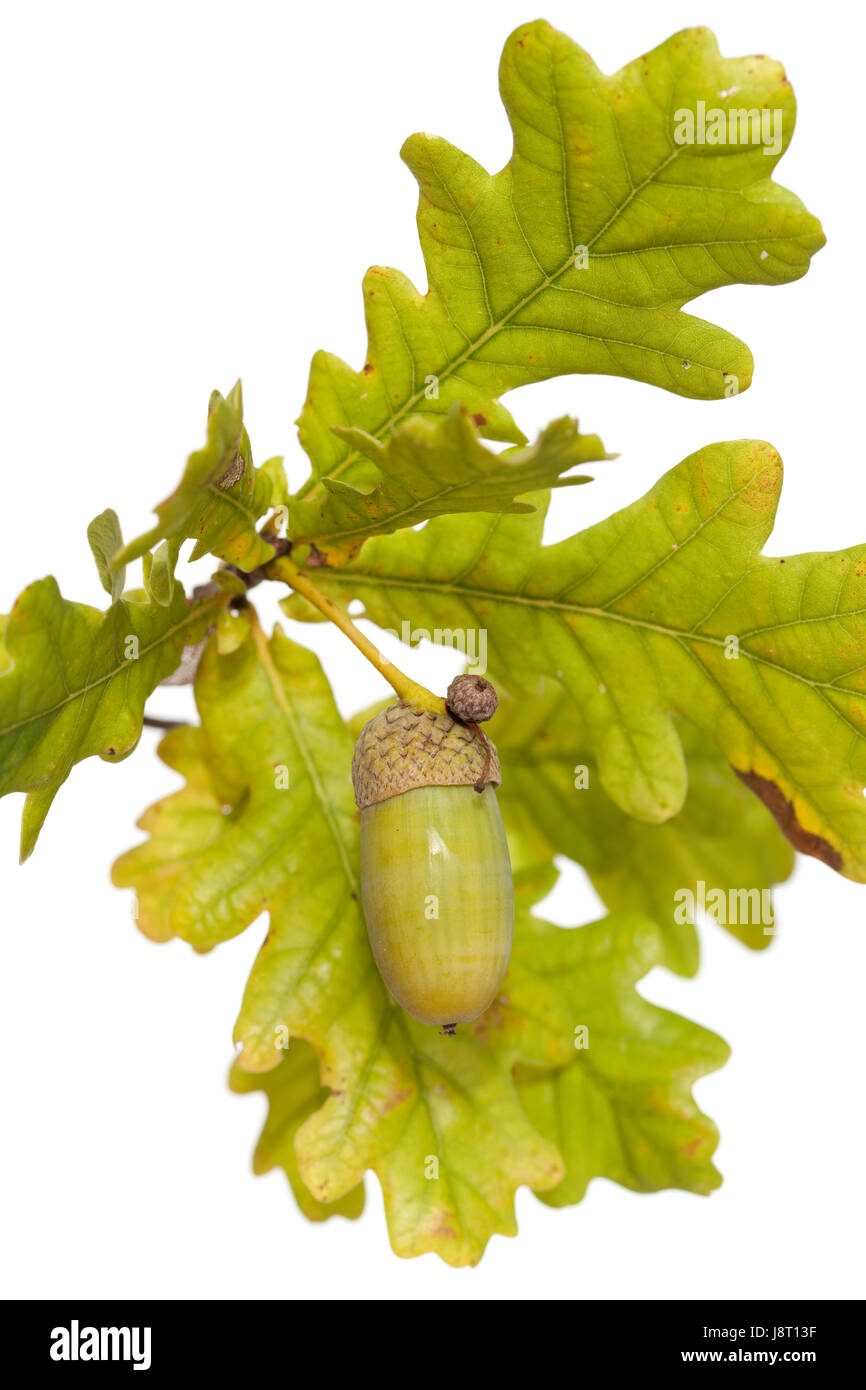 macro, close-up, macro admission, close up view, oak, branch, fruit ...