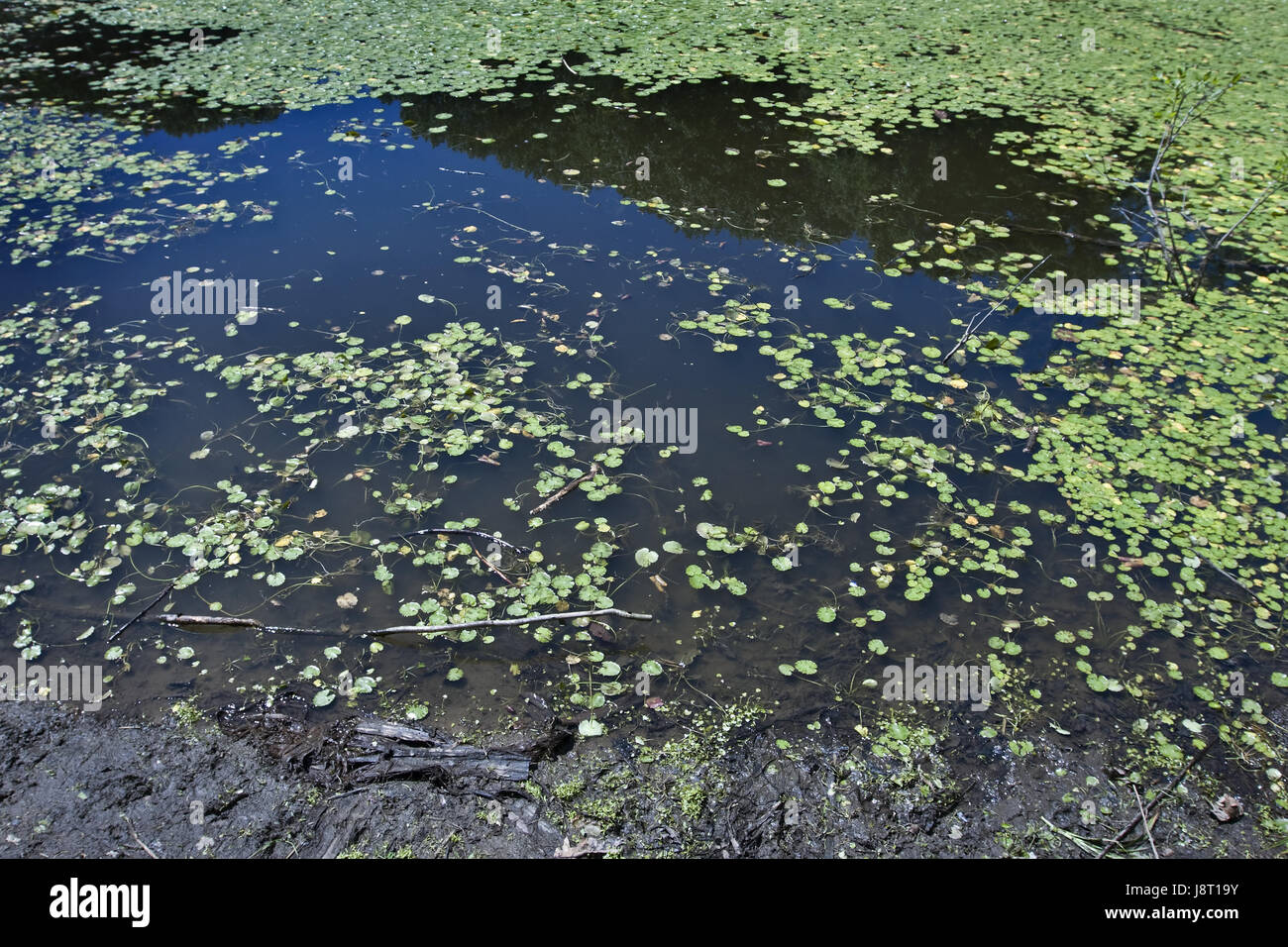 leaf, model, design, project, concept, plan, draft, swamp, lily ...