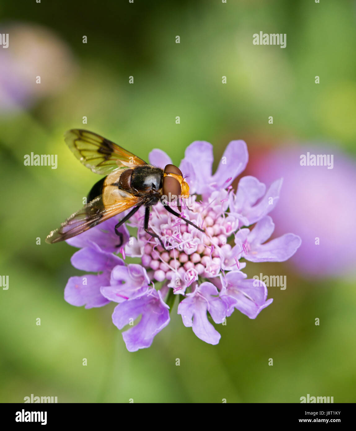 insect, flower, plant, wildlife, fly, big, large, enormous, extreme ...