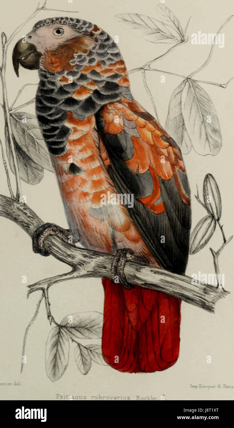 Historical animals hi-res stock photography and images - Alamy