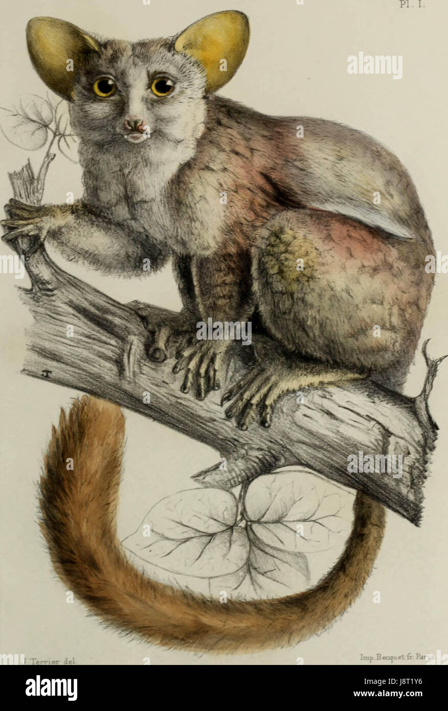 Historical animals hi-res stock photography and images - Alamy