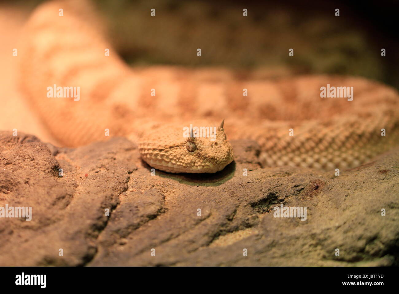 Desert horned viper hi-res stock photography and images - Alamy