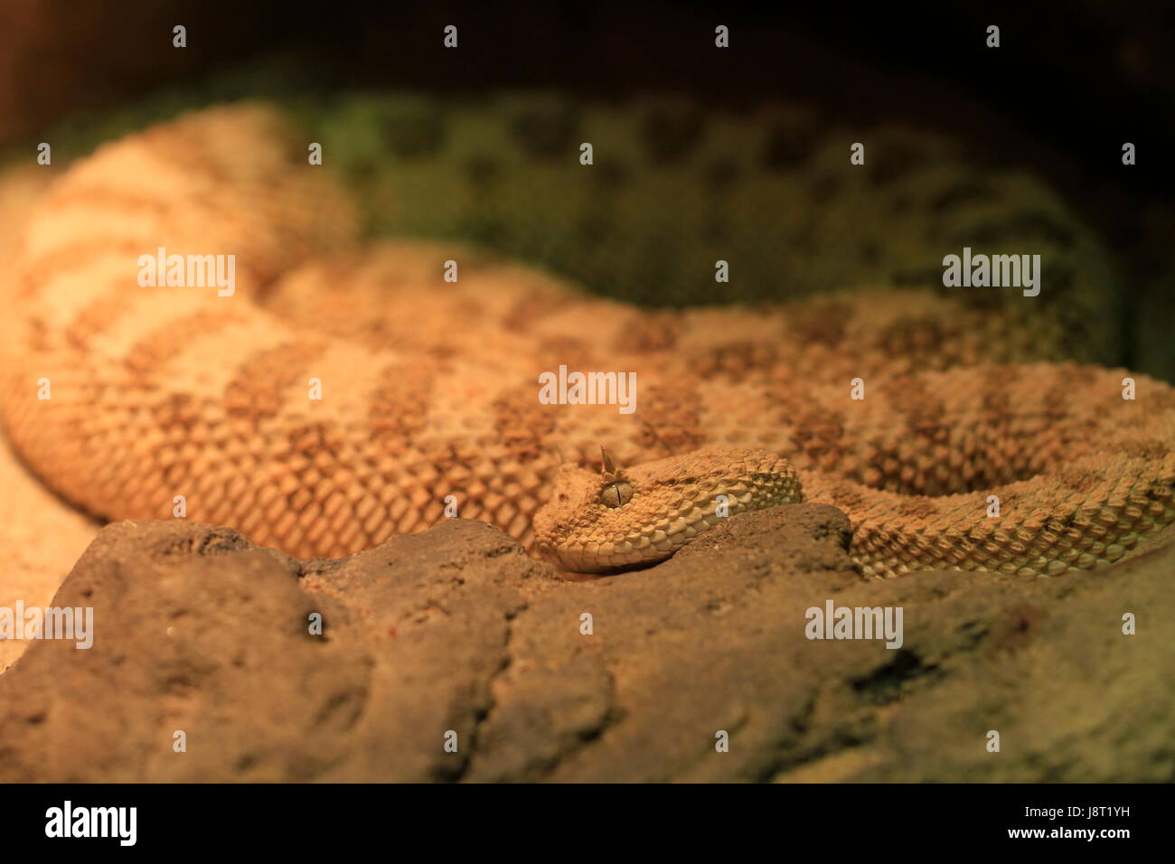 horned viper in close-up Stock Photo - Alamy