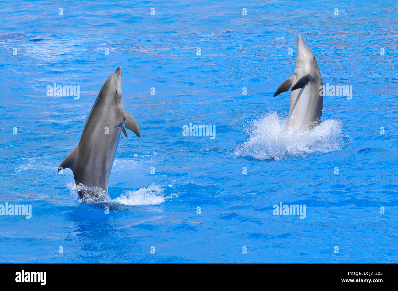 game, tournament, play, playing, plays, played, mammal, dolphin ...