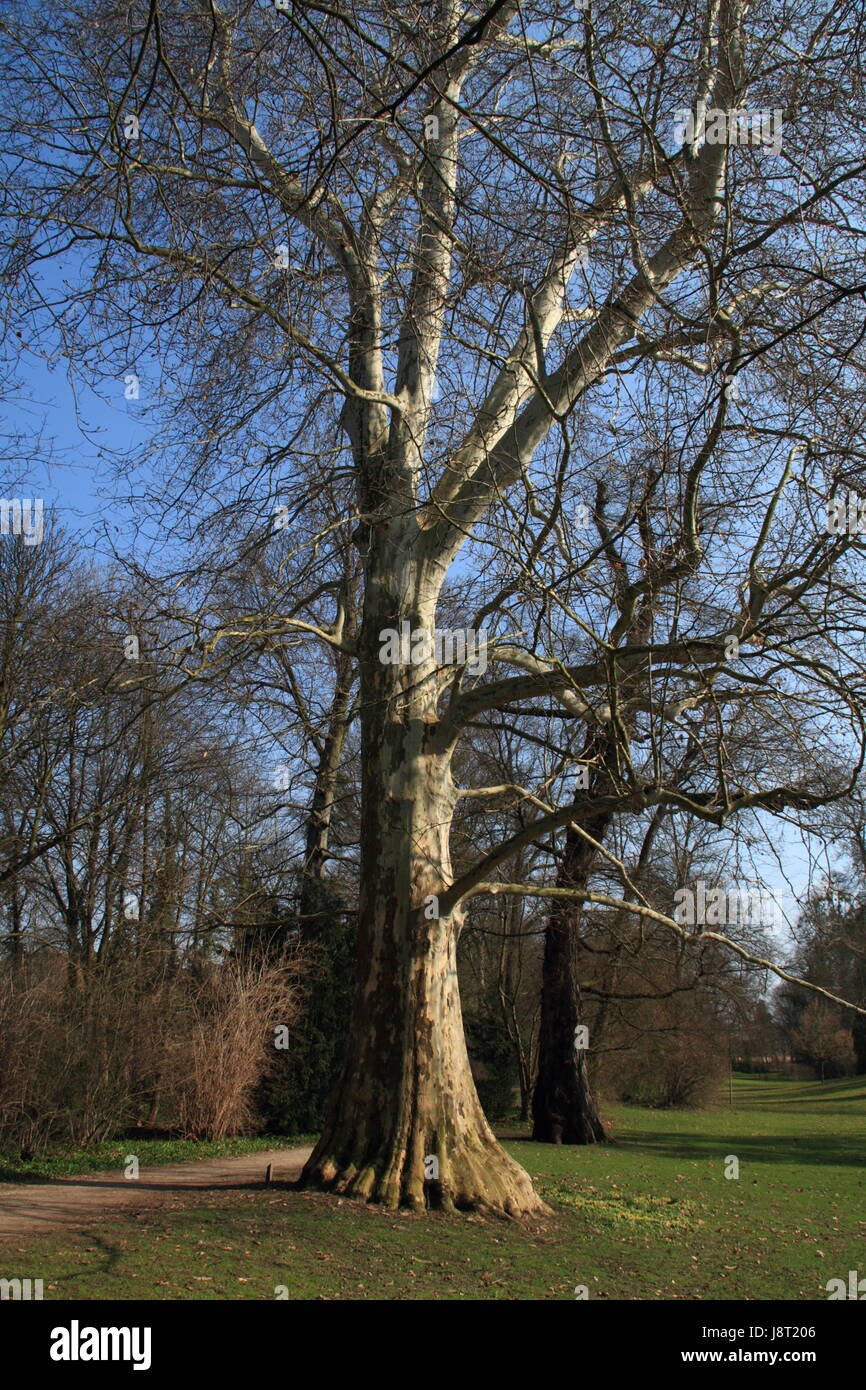 old plane tree Stock Photo - Alamy