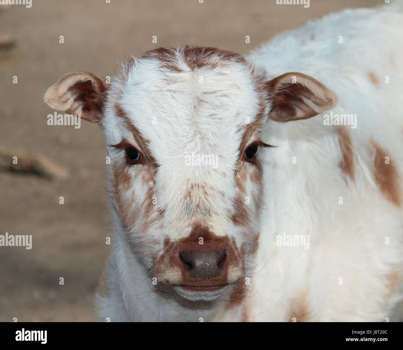 Dwarf Zebu High Resolution Stock Photography and Images - Alamy