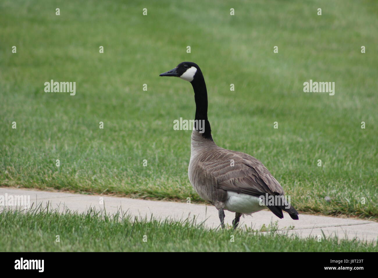 Goose walking through a Belleville park Stock Photo - Alamy