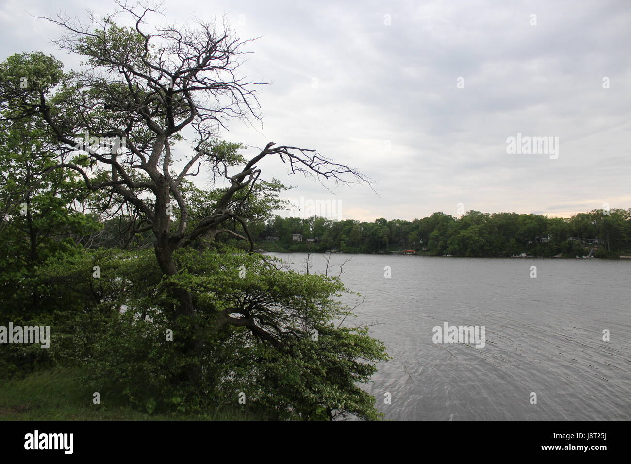 Tree and water during a walk Stock Photo - Alamy