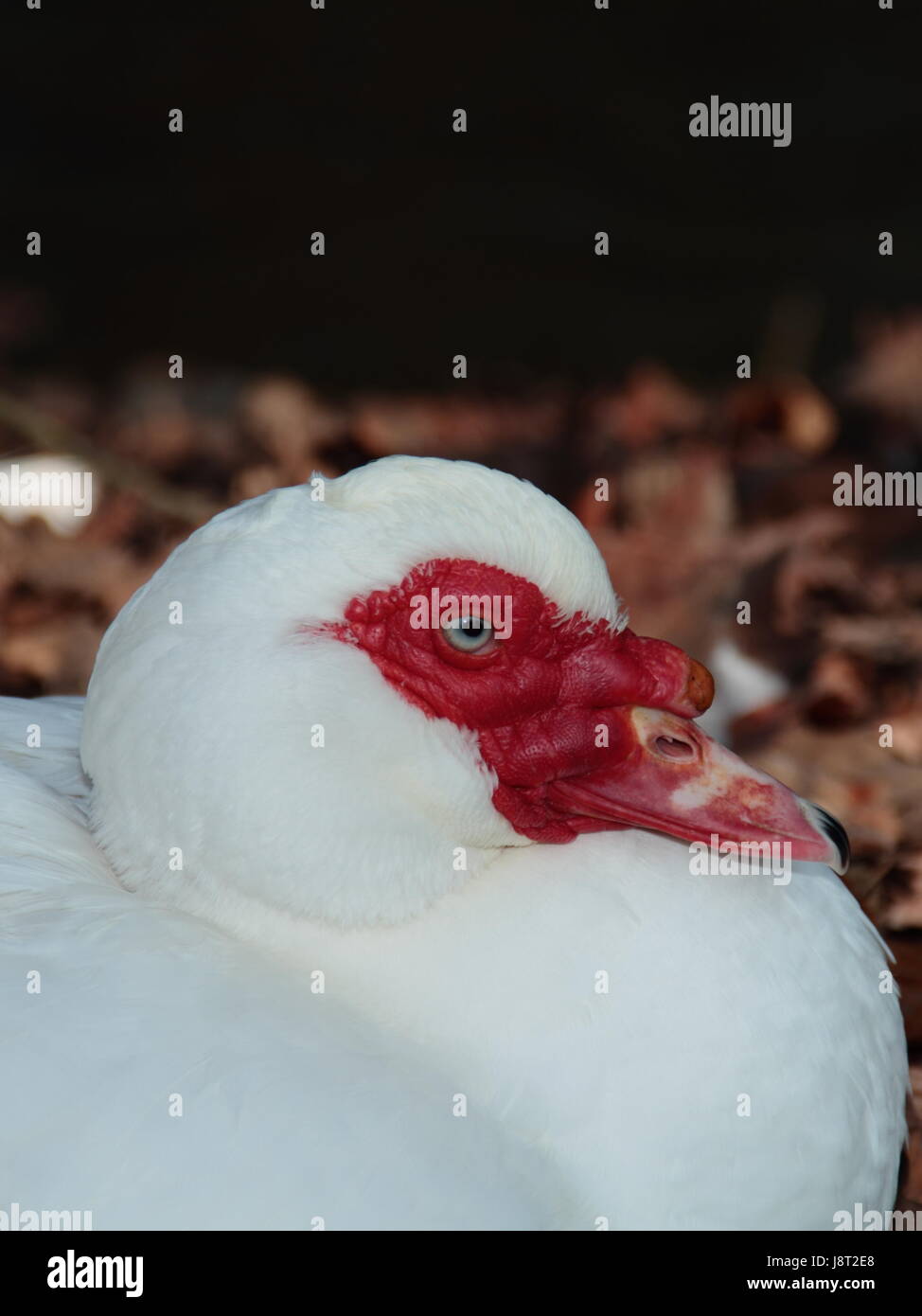 Warts face hi-res stock photography and images - Alamy