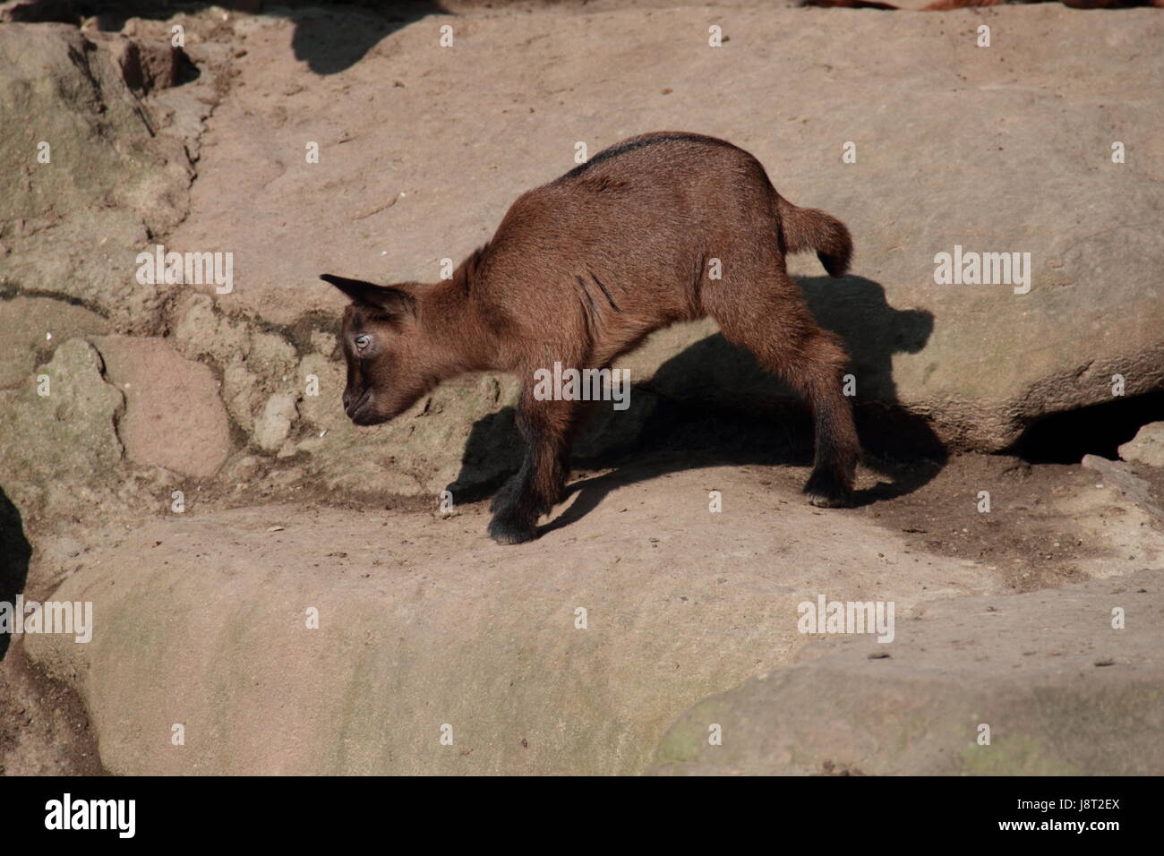 young wild goat Stock Photo - Alamy