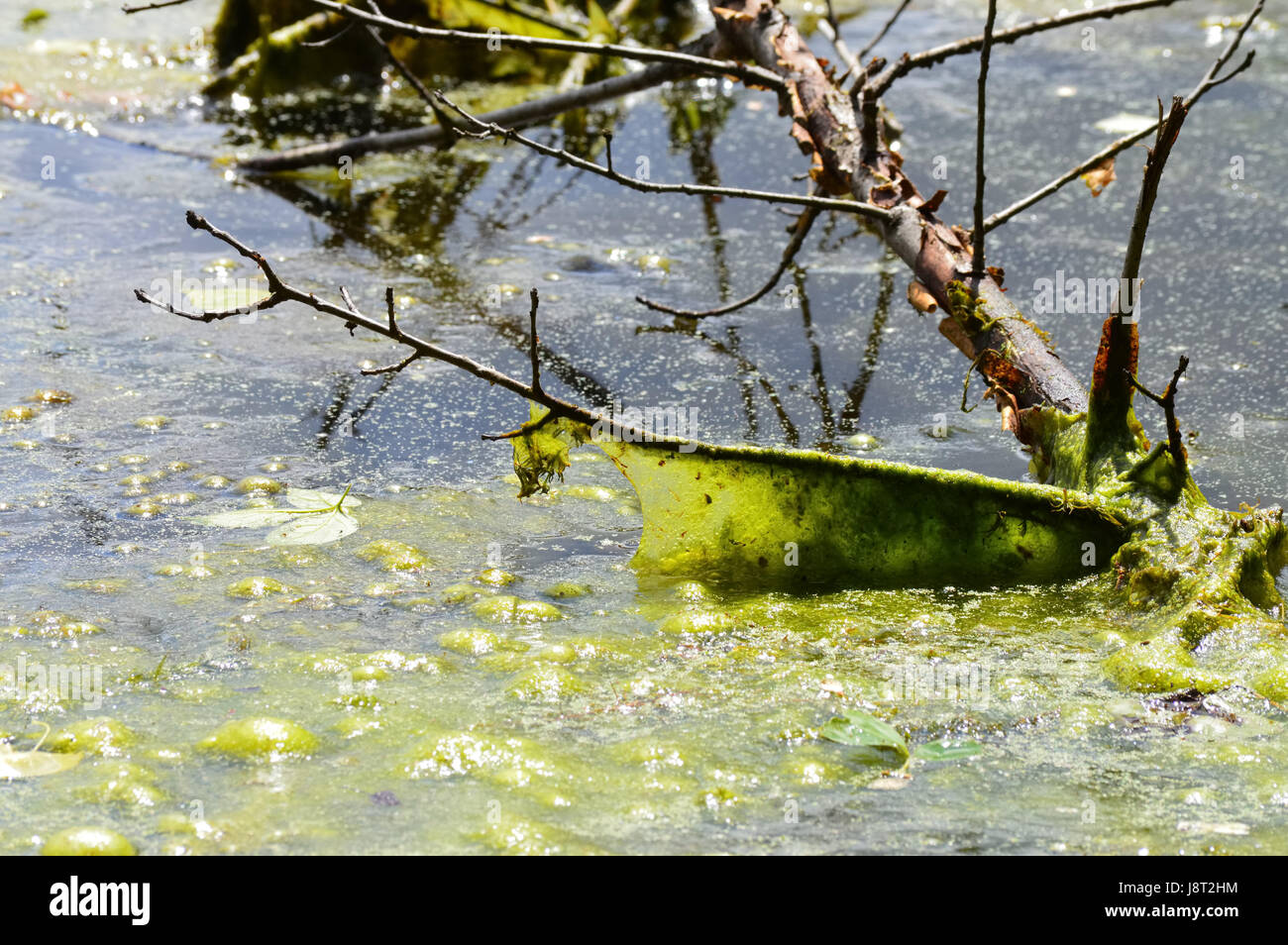 Slime algae hi-res stock photography and images - Alamy