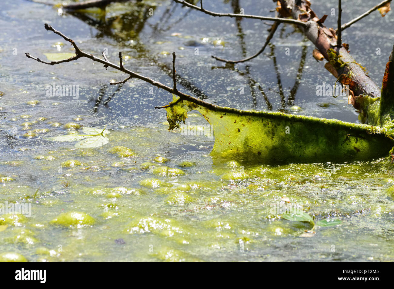 Slime on a branch at the lake Stock Photo - Alamy