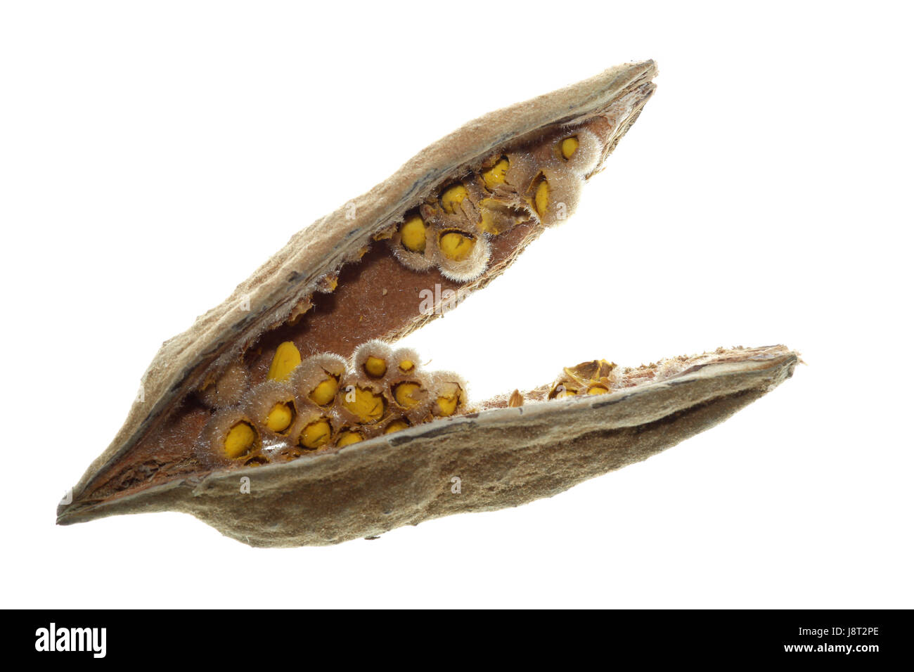 seedpod of the flame tree Stock Photo - Alamy