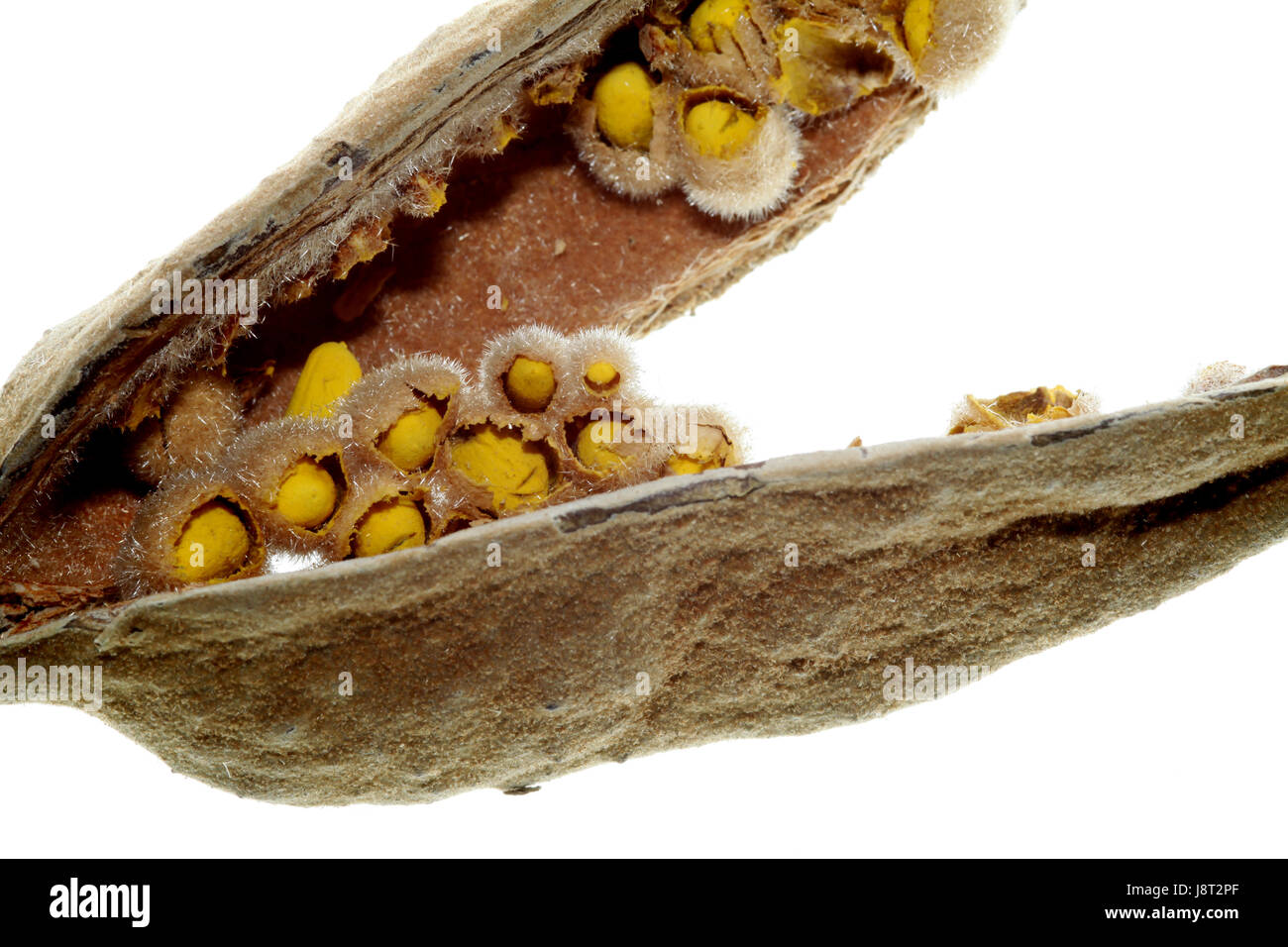 seedpod of the flame tree Stock Photo - Alamy
