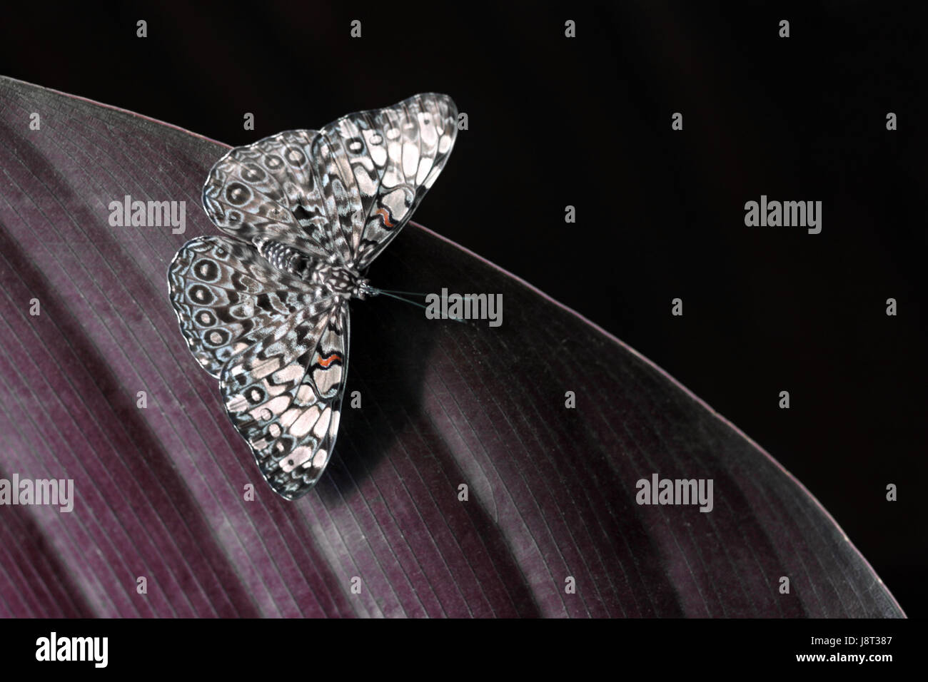 butterfly, tropical, butterfly, purple, exotic, violet, moth, south ...