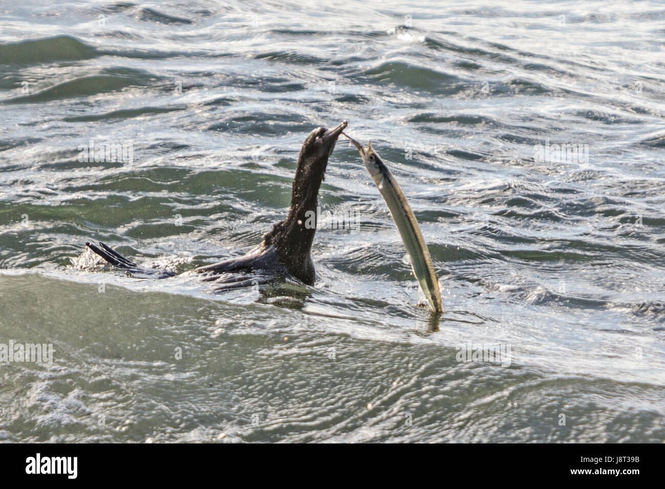 Cormorant fishing dinner hi-res stock photography and images - Alamy