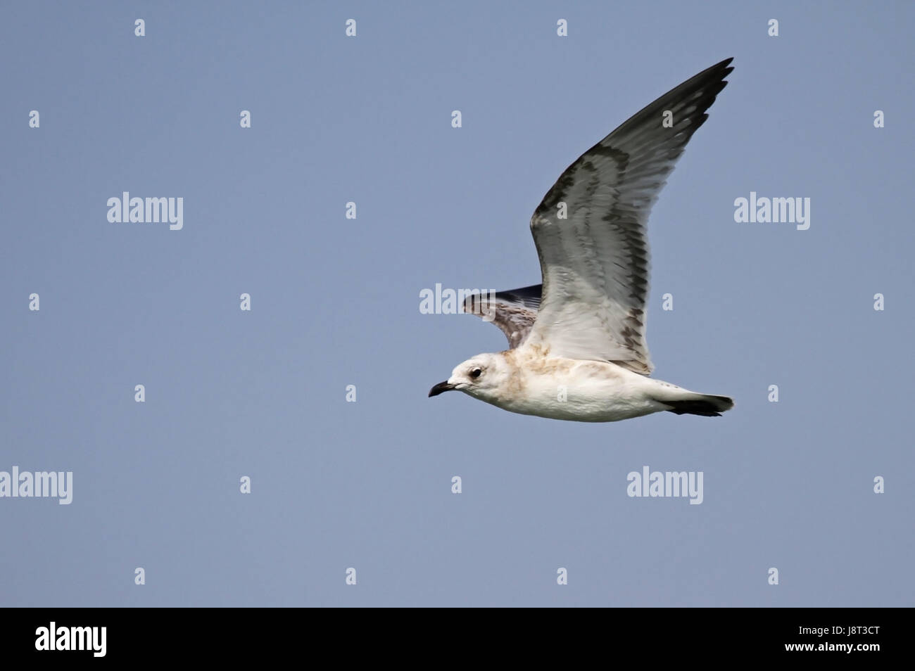salt water, sea, ocean, water, fly, flies, flys, flying, seagulls ...