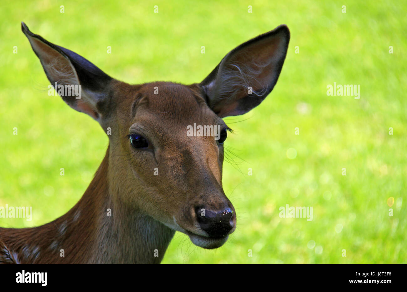 female, mammal, hind, fallow deer, hart, stag, female, mammal, portrait ...