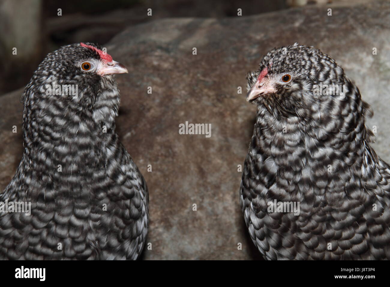 bird, birds, poultry, across, opposite, couple, pair, chickens, hens ...