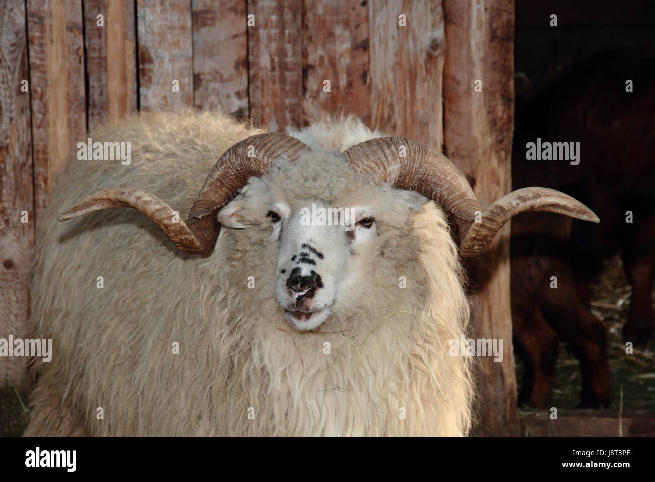 pet, male, masculine, sheep, wool, ram, placidity, farm animal, macro ...