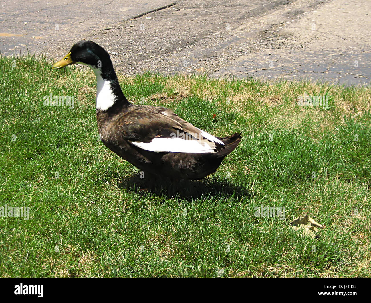 animal, bird, wing, outdoor, outside, duck, wildlife, paddle, poultry ...
