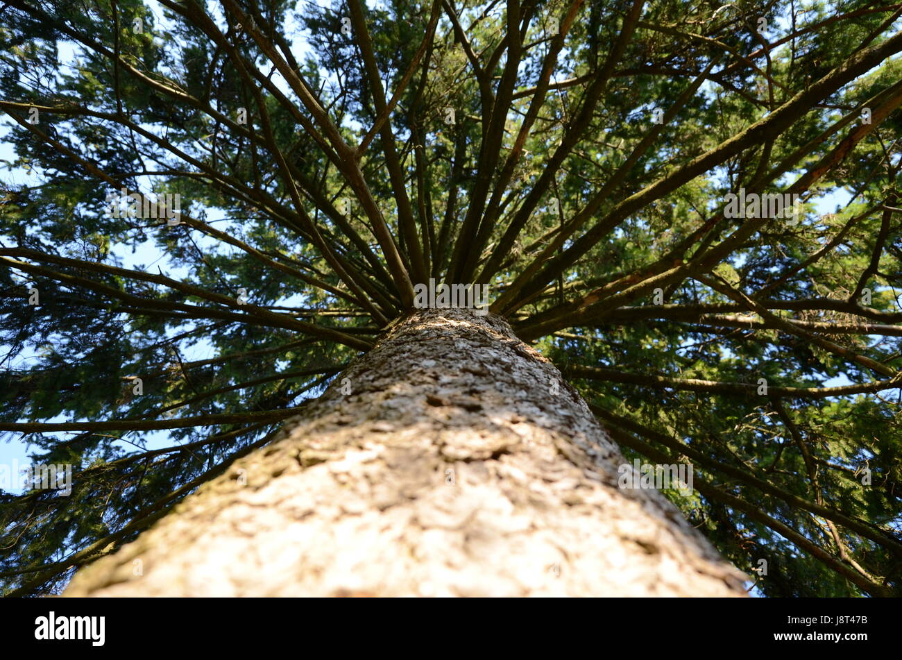 tree, conservation of nature, black forest, environmental protection ...