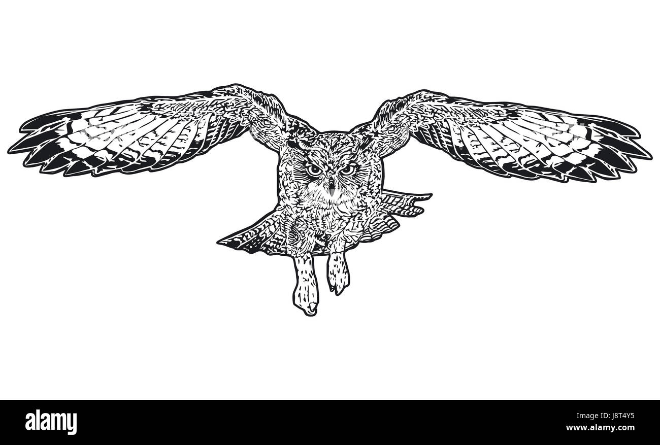 Flying snow owl Cut Out Stock Images & Pictures - Alamy