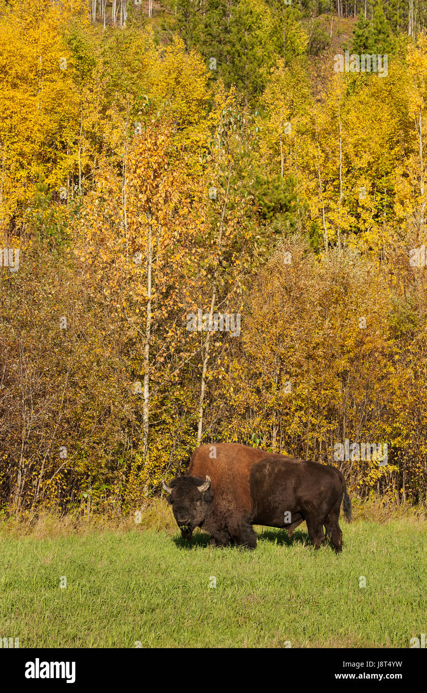 Bison bison ssp hi-res stock photography and images - Alamy