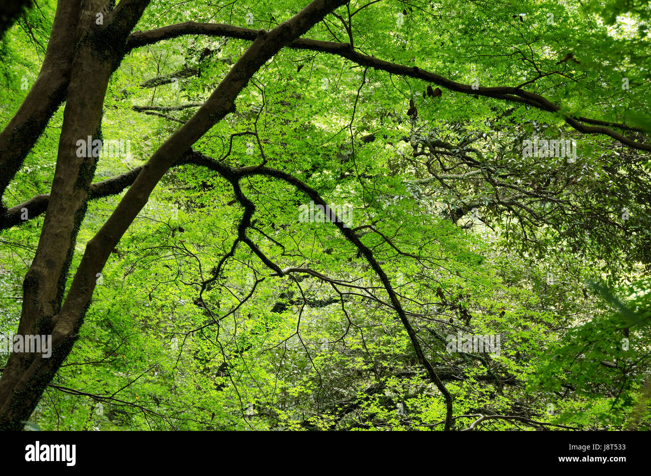 beautiful, beauteously, nice, tree, maple, japanese, calm, lawn, green ...