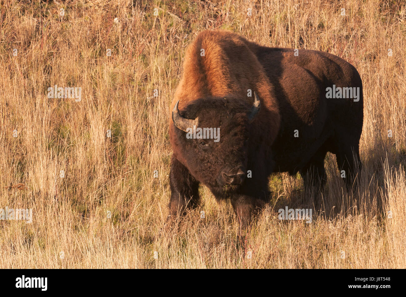 Wood Bison, British Columbia, Canada Stock Photo - Alamy