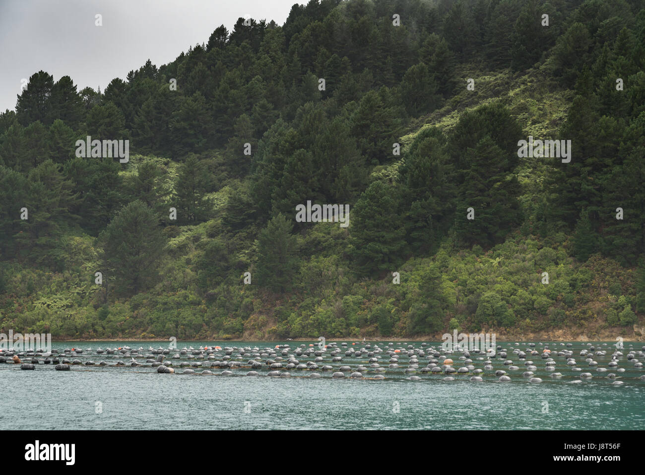Picton f hi-res stock photography and images - Alamy