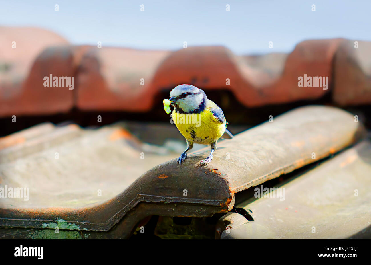 animal, bird, beak, attitude, backdrop, background, beauty, profile ...