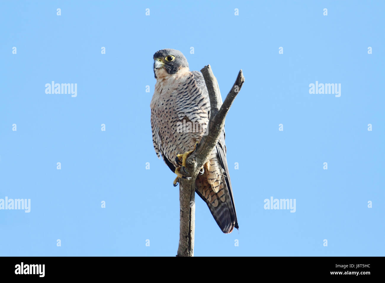 bird, wild, falcon, wildlife, nature, tree, animal, bird, wild, falcon ...