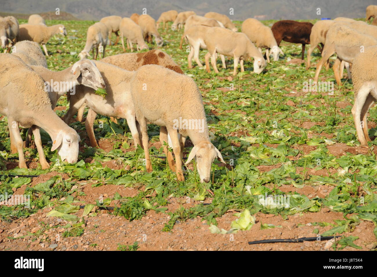 Sende hi-res stock photography and images - Alamy