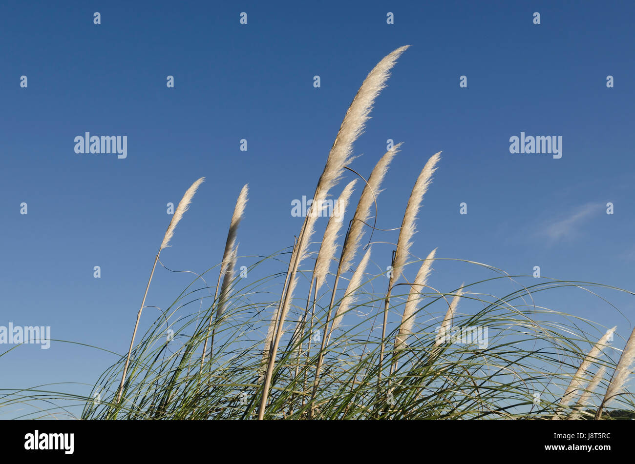 flower, plant, reed, backdrop, background, nature, flower, plant ...