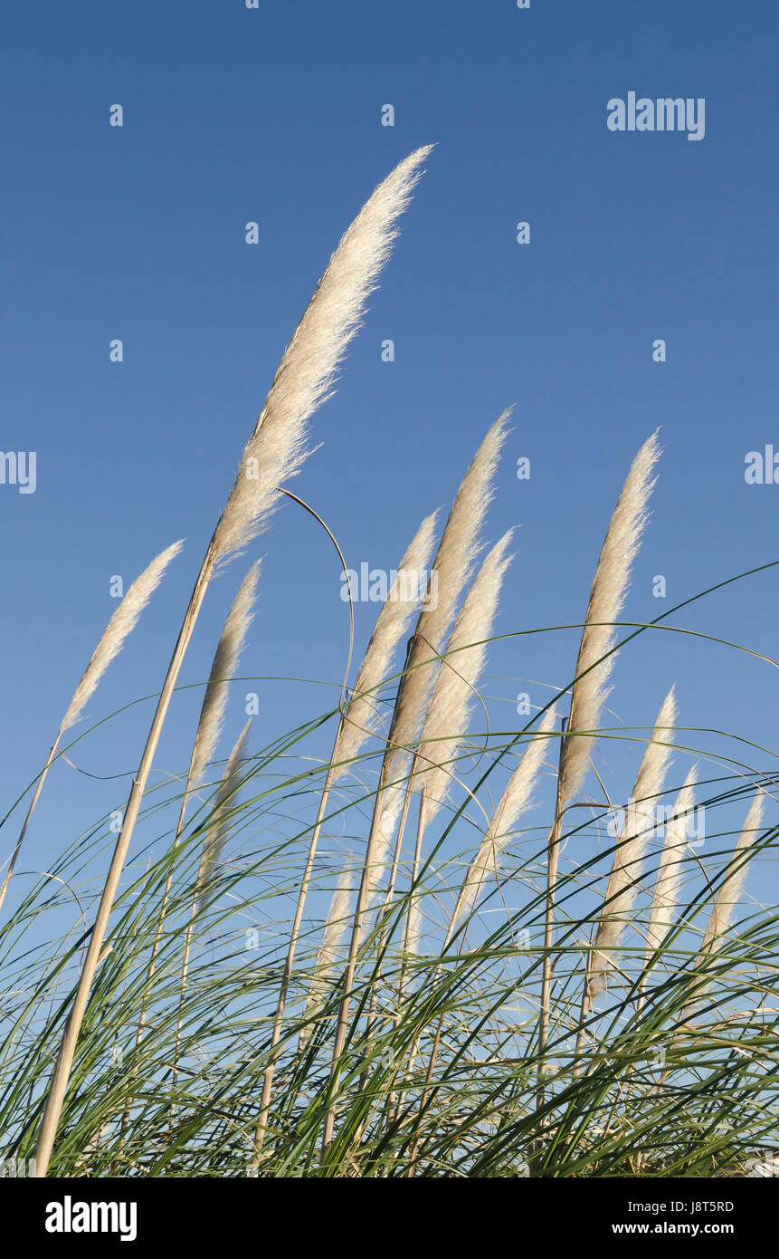 flower, plant, reed, backdrop, background, nature, flower, plant ...