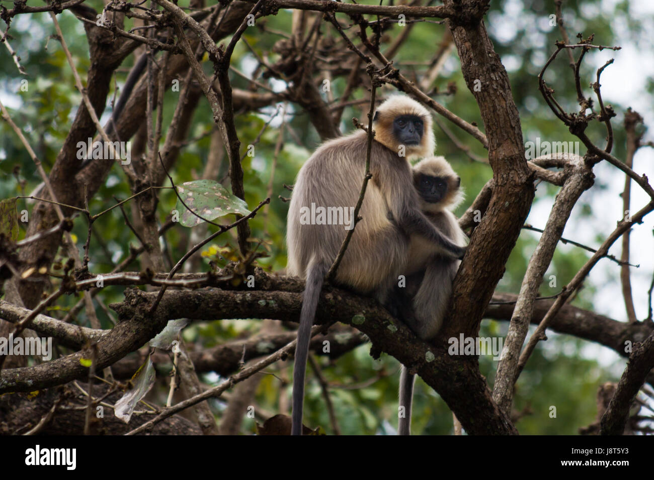 Langure hi-res stock photography and images - Alamy