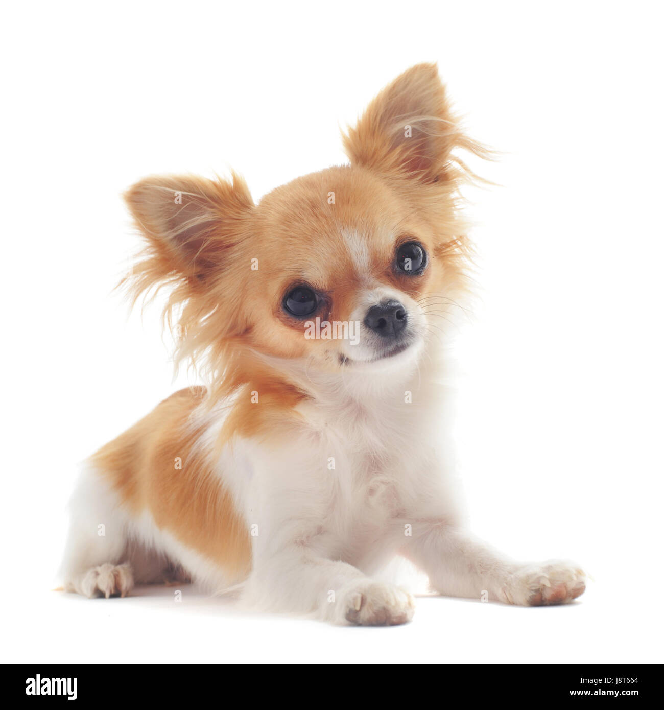 beautiful, beauteously, nice, female, animal, pet, brown, brownish ...
