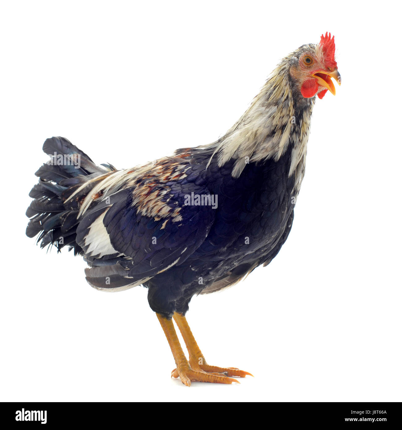 isolated, animal, studio, farm, poultry, chick, cackle, colorful, rural ...