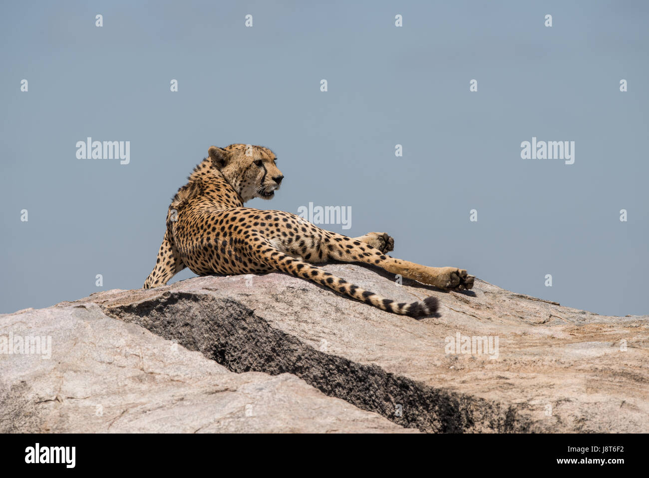 Cheetah on rock hi-res stock photography and images - Alamy