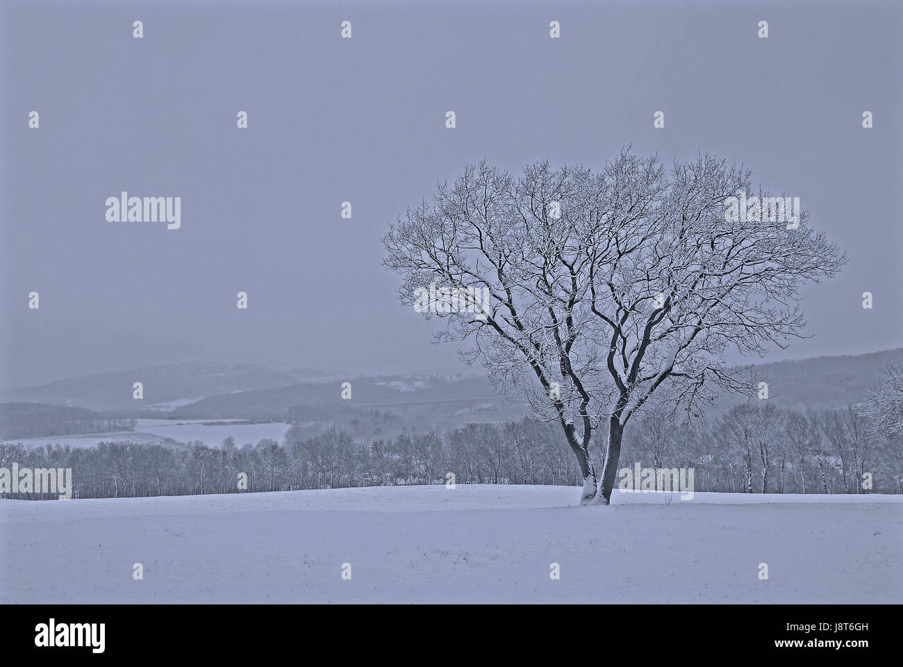 Winter gaunt tree hi-res stock photography and images - Alamy