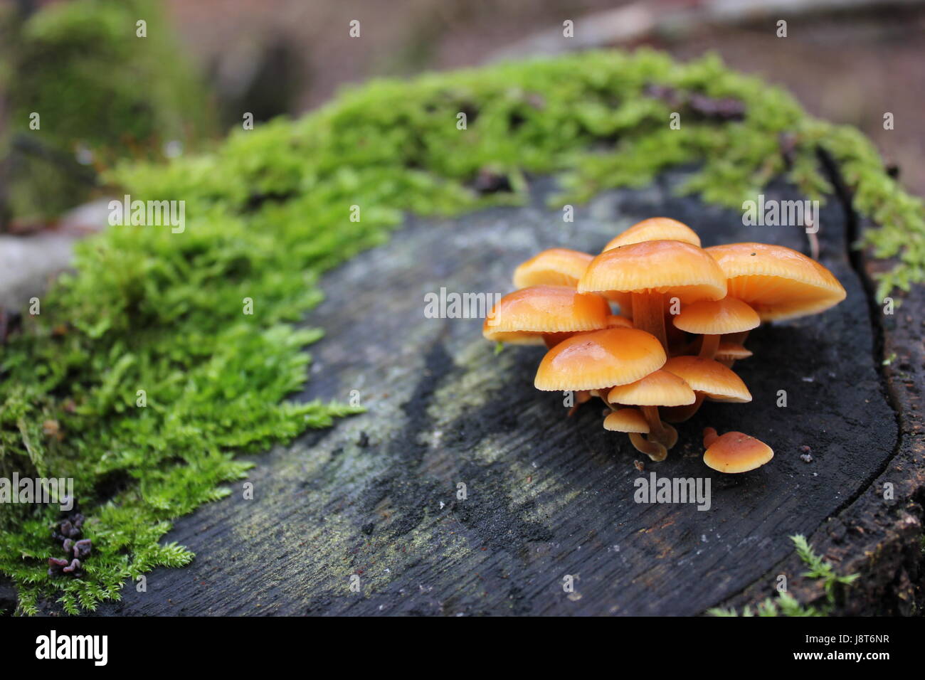tree, moss, mushrooms, snag, mushroom, fungus, forest, baumpilz ...