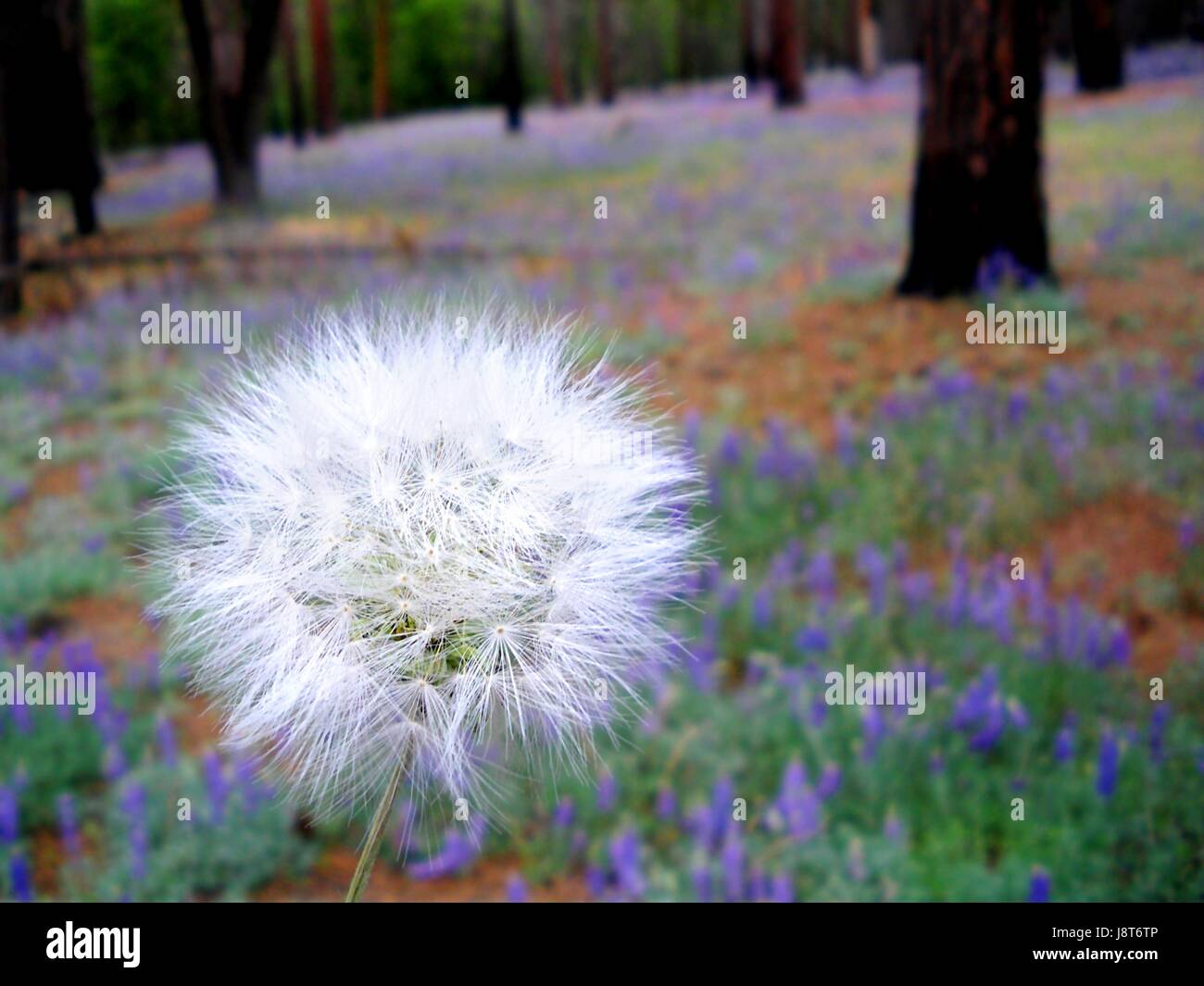 environment, enviroment, closeup, bloom, blossom, flourish, flourishing ...