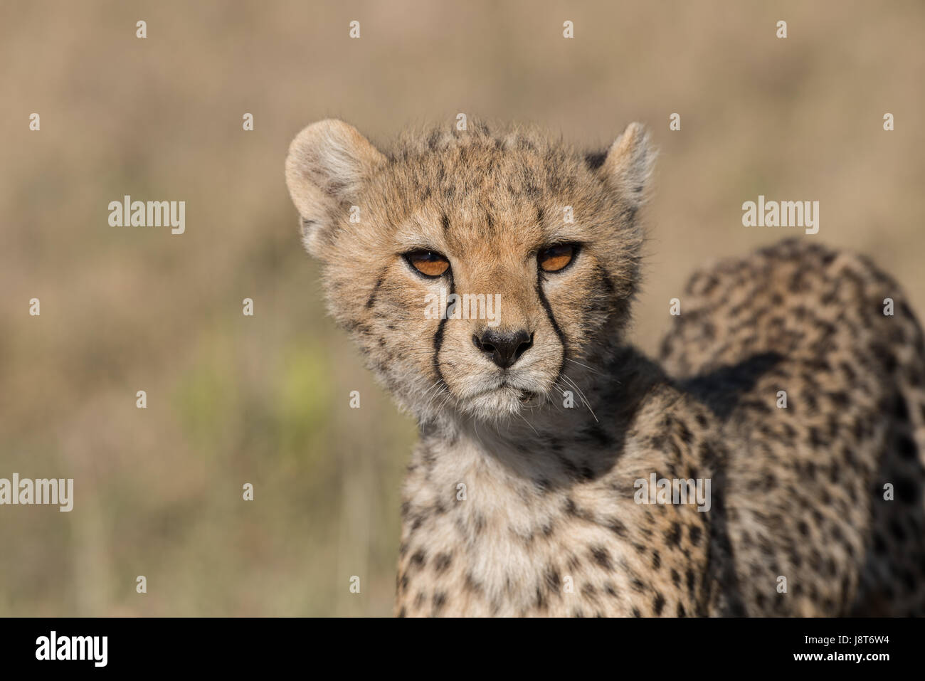 Baby cheetah cub portrait hi-res stock photography and images - Alamy