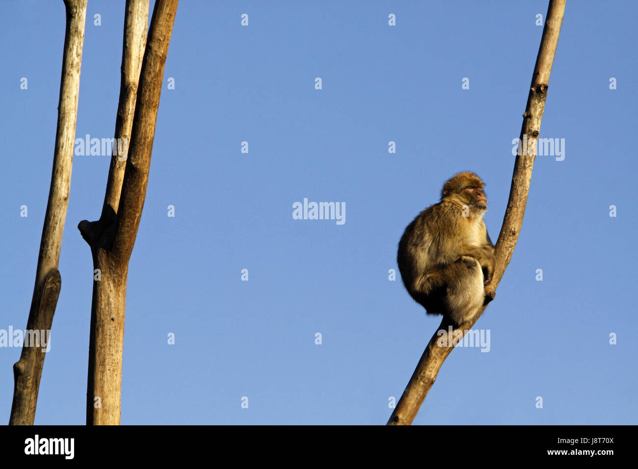 tree, mammal, monkey, tree, animal, mammal, monkey, sight, view ...