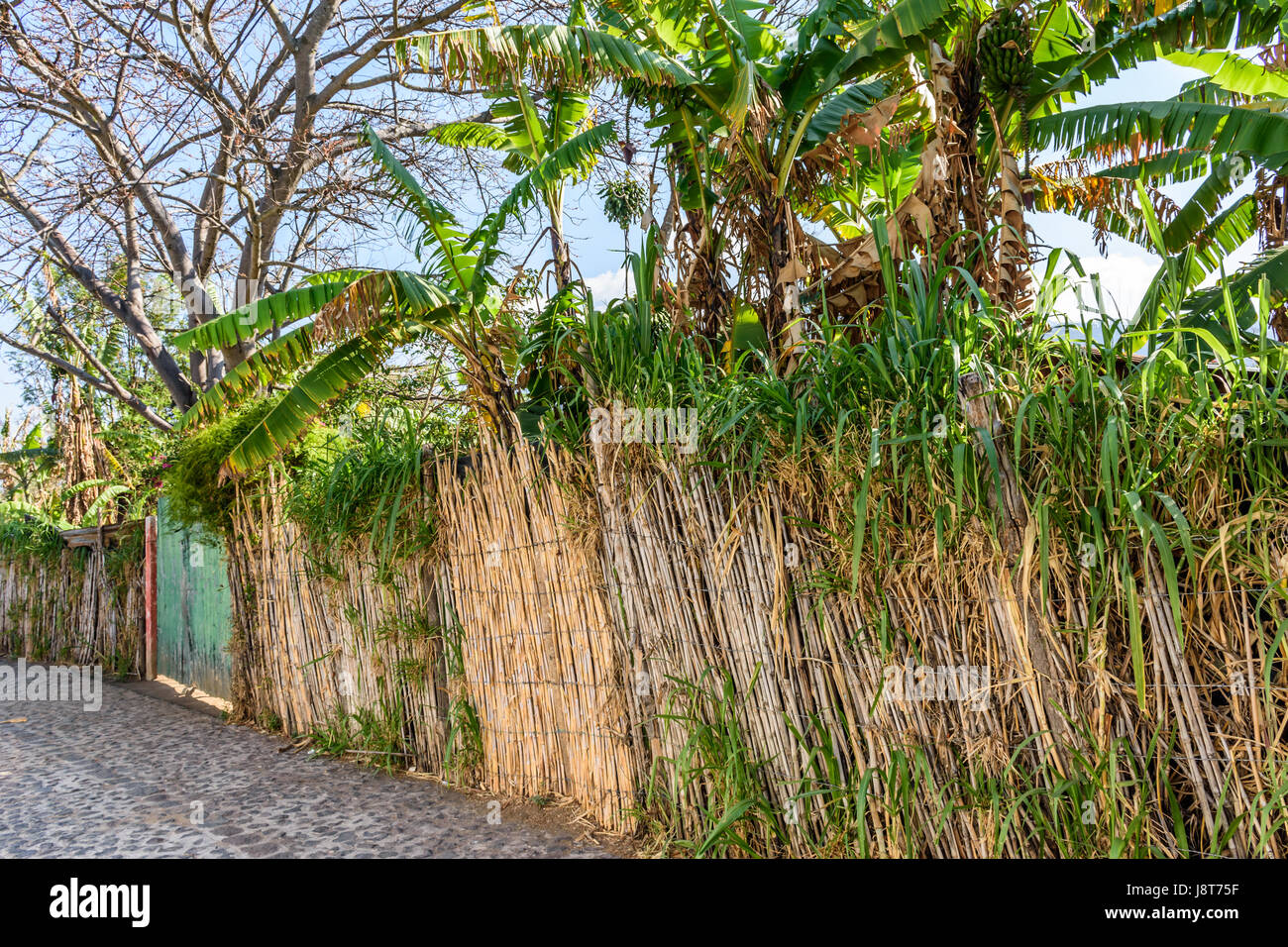 Banana cane hi-res stock photography and images - Alamy